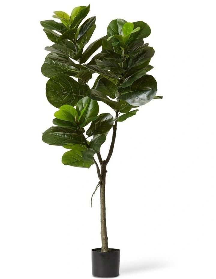 Elme Living Fiddle Tree 150cm | MYER