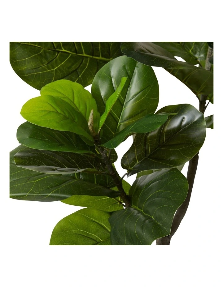 Elme Living Fiddle Tree 150cm | MYER
