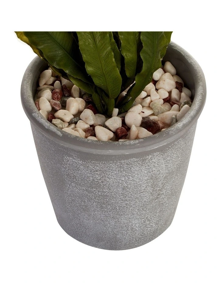 Cooper & Co Boston Fern 26cm in Green | MYER